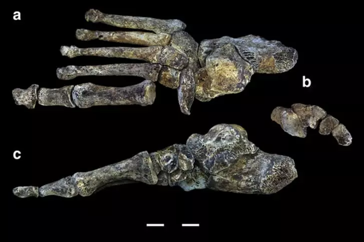 Kosti Homo Naledi boli vyrobené na chôdzu... a lezenie 7809_1