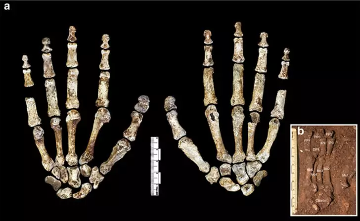 De bonken fan Homo Naledi waarden makke foar kuierjen ... en klimmen 7809_2