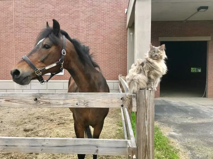 ມ້າ vs Ponies: ມີຄວາມແຕກຕ່າງກັນແນວໃດ? 8046_1