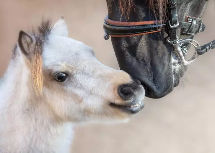 ມ້າ vs Ponies: ມີຄວາມແຕກຕ່າງກັນແນວໃດ? 8046_2