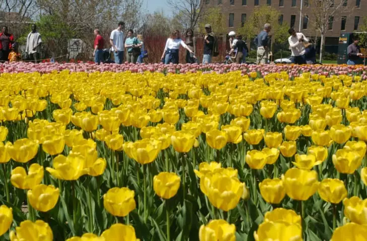 Sida Martigelinta iyo Qaar ka mid ah Tulips-ku isu keeneen Kanada iyo Nederlaan 8115_1