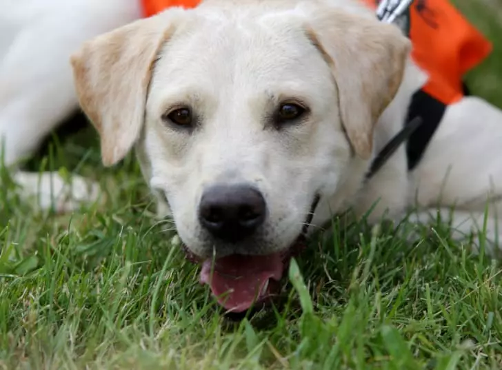 Labrador retrieverlari haqida 12 do'stona fakt 829_10