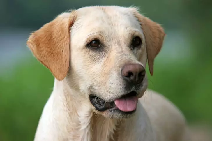 12 faits amicaux sur les Labrador Retrievers 829_3