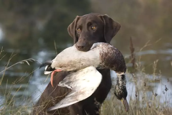 Labrador retrieverlari haqida 12 do'stona fakt 829_4