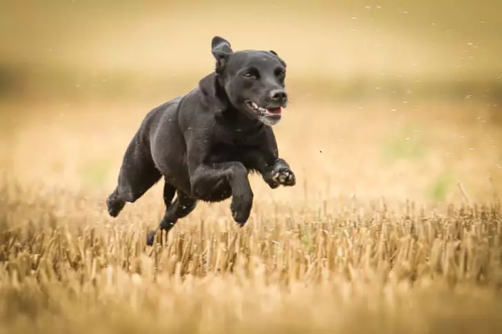 12 freonlike feiten oer Labrador Retrievers 829_5