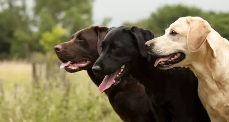 Labrador retrieverlari haqida 12 do'stona fakt 829_6