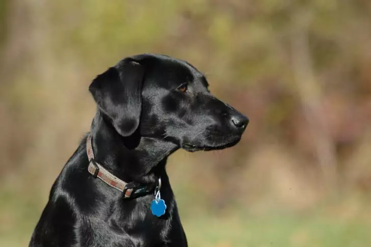 12 faits amicaux sur les Labrador Retrievers 829_7