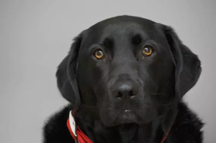 12 faits amicaux sur les Labrador Retrievers 829_8