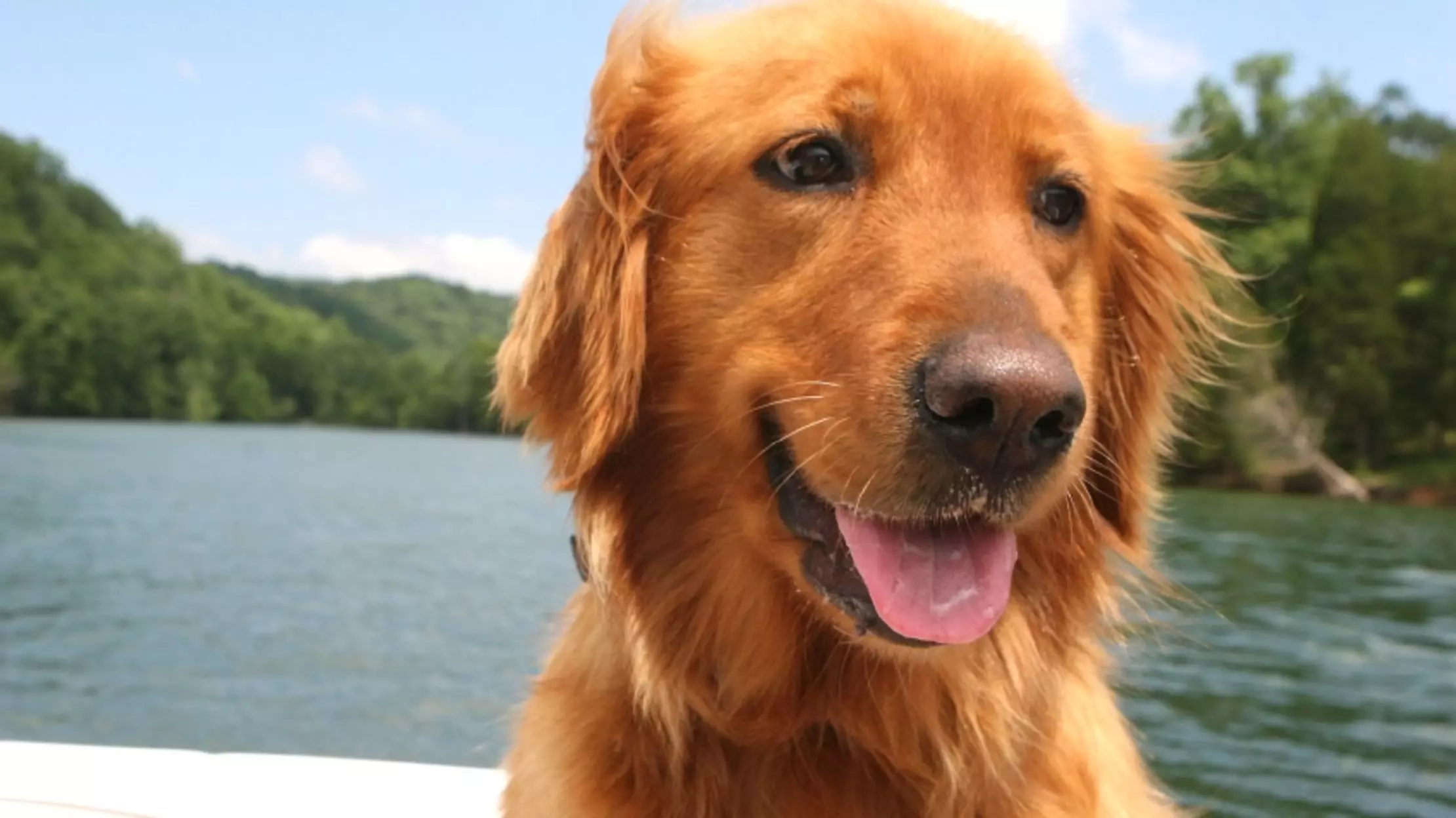 Golden Retriever-ari buruzko 10 datu atseginak