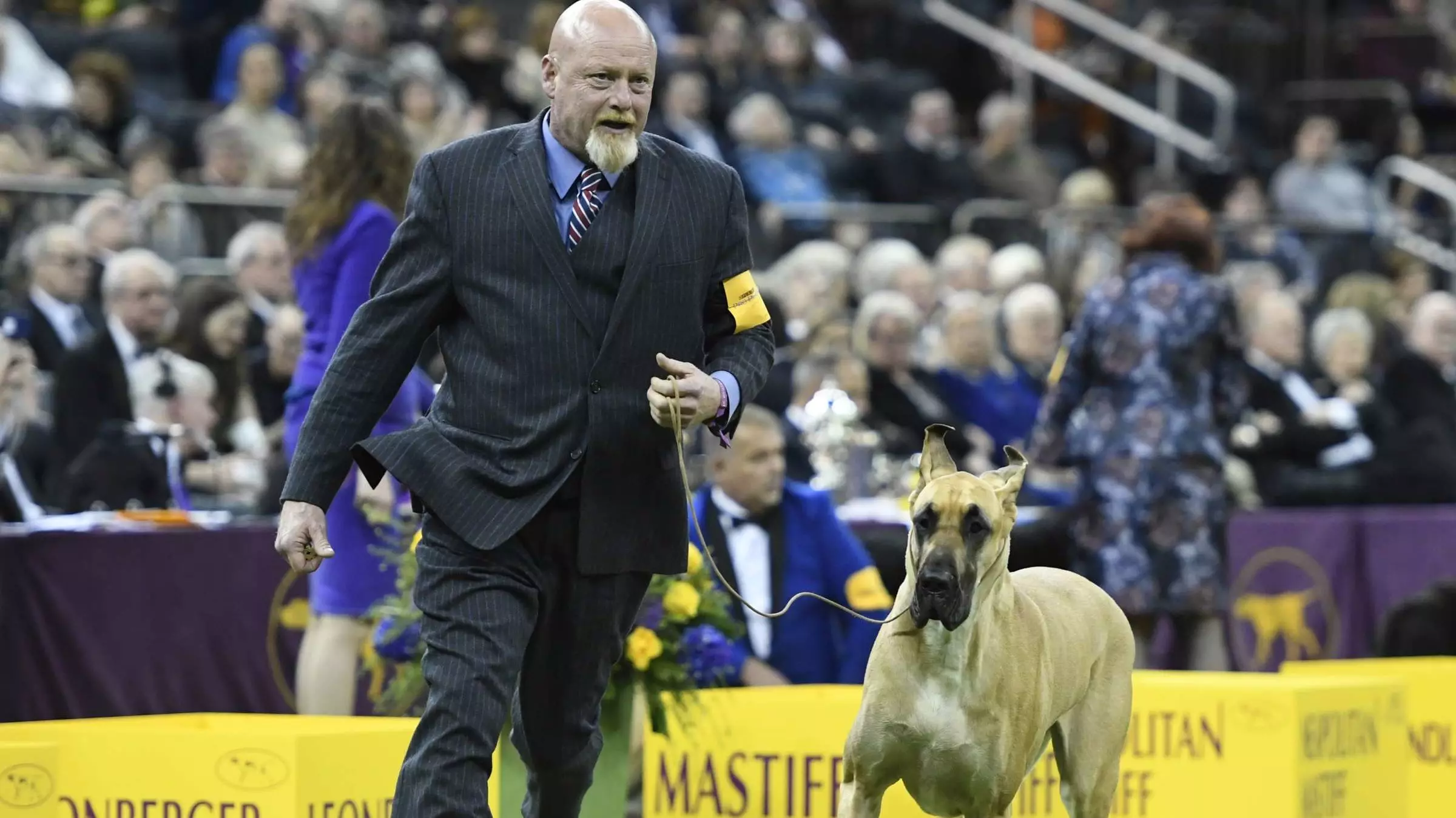 13 Konco-konco Rahasia saka Dog Show Handlers