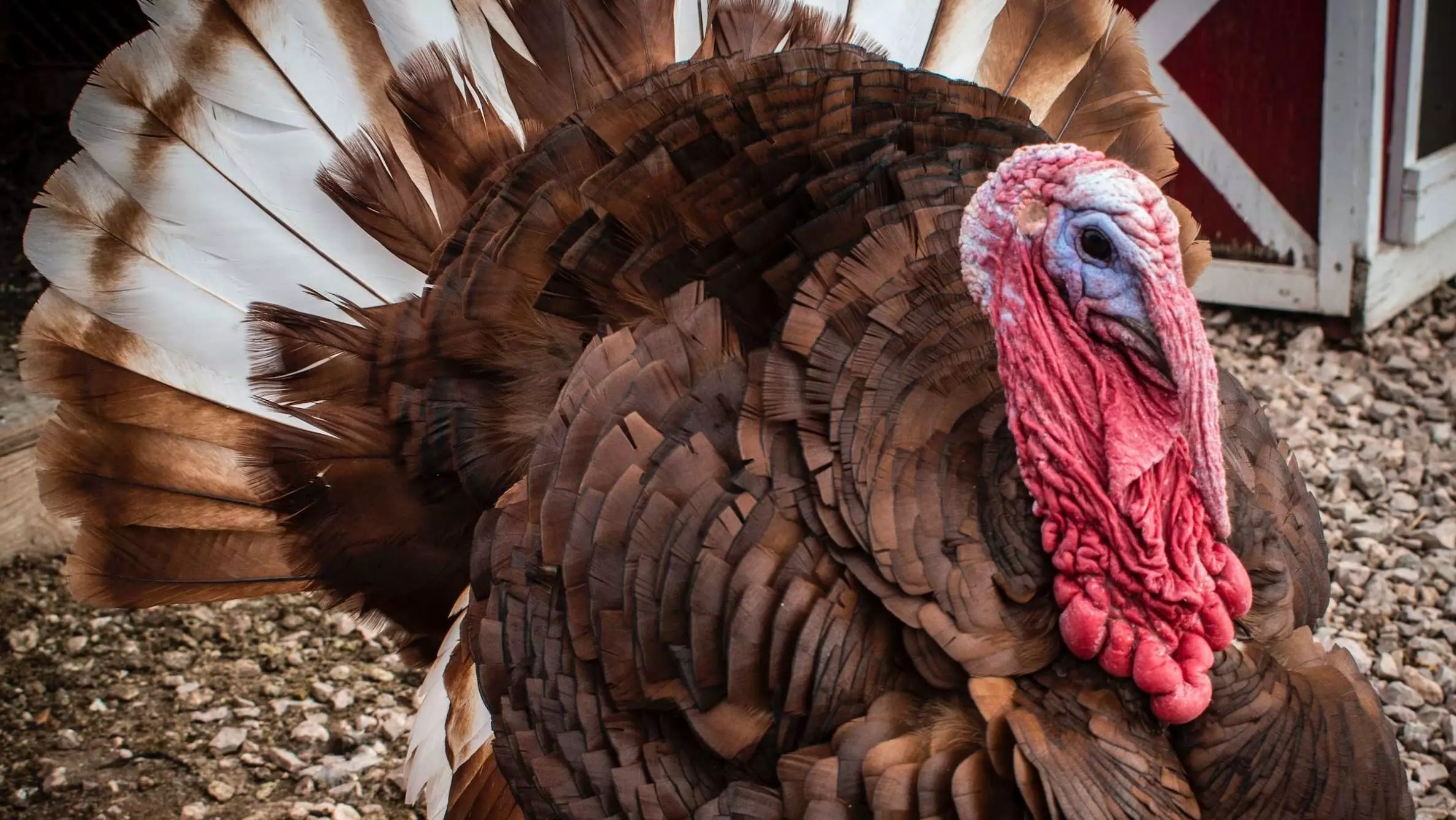 Zambiri Zokhudza Turkeys