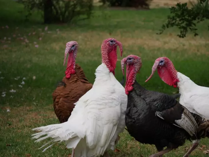 Eziokwu Banyere Turkeys 837_1