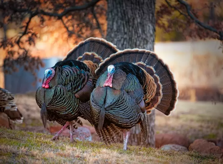 Eziokwu Banyere Turkeys 837_3