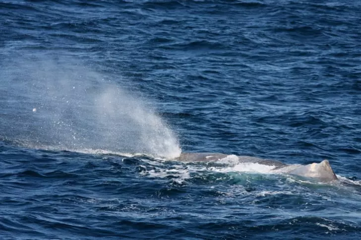 11 Mga Kamatuoran sa Blubbery Bahin sa Sperm Whale 8508_1