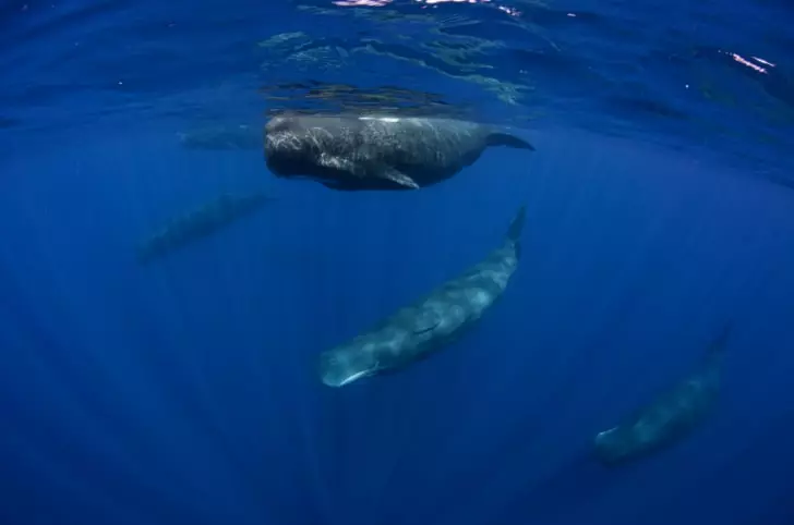 11 Mga Kamatuoran sa Blubbery Bahin sa Sperm Whale 8508_3