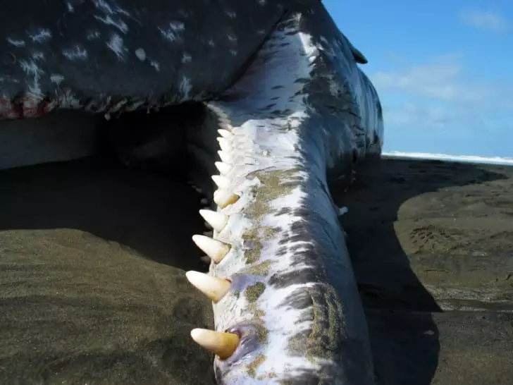 11 Mga Kamatuoran sa Blubbery Bahin sa Sperm Whale 8508_4