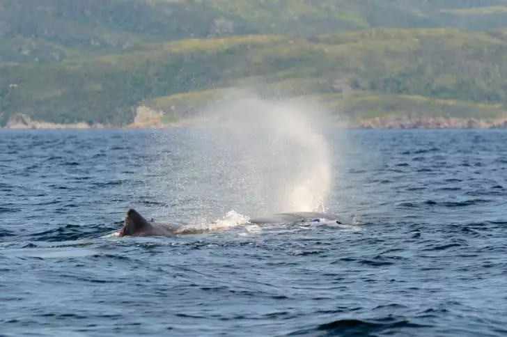 11 Mga Kamatuoran sa Blubbery Bahin sa Sperm Whale 8508_8