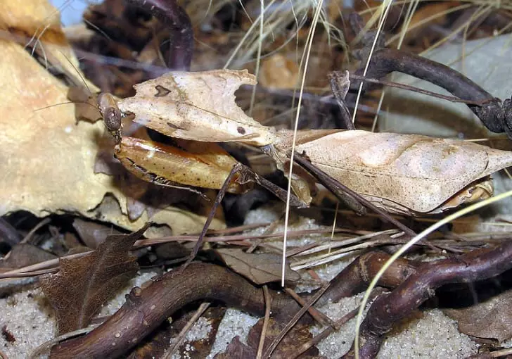 6 Mantises na Addu'a na Musamman 8586_1