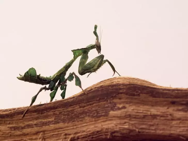 6 Awọn Mantises Adura Iyalẹnu 8586_5