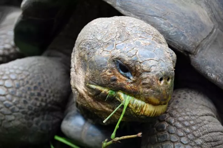 11の人気のある動物園の動物の味 8980_3