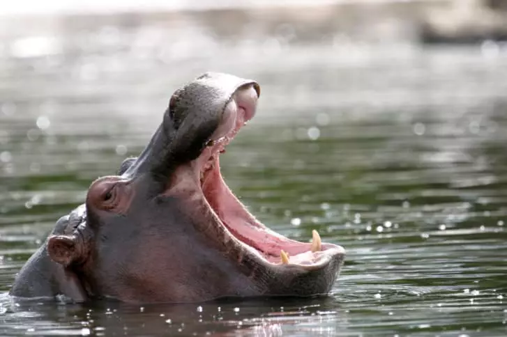 11の人気のある動物園の動物の味 8980_8