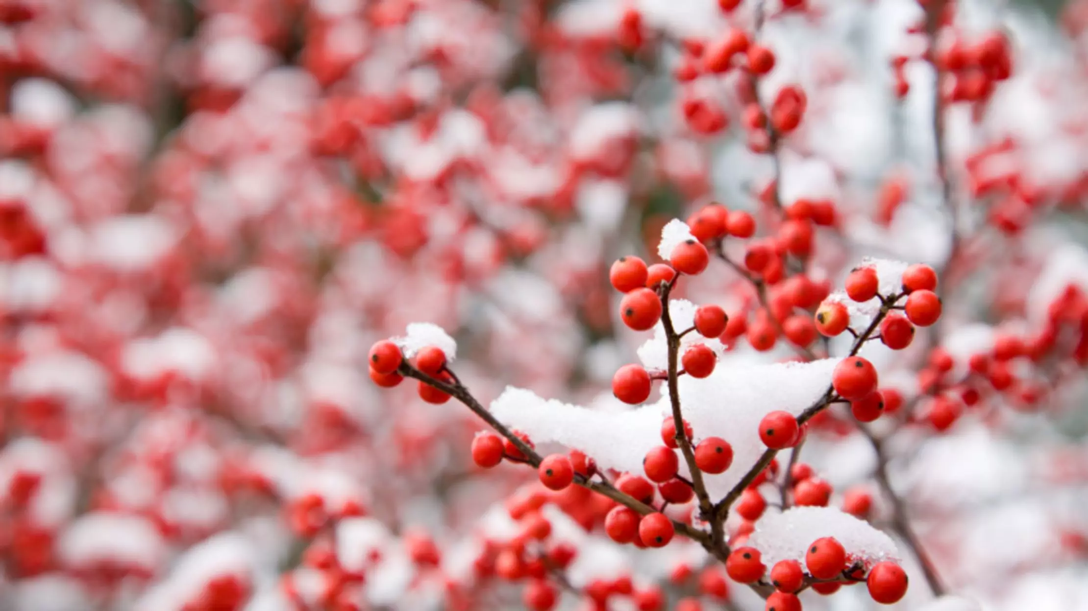 15 Fíricí An-Fionnuar Faoin Sneachta