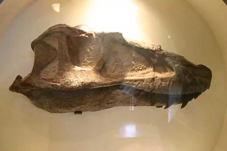 ការពិតចំនួន 10 អំពី Albertosaurus 9365_2