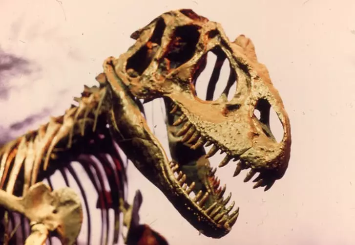 Amaqiniso ayi-10 Okugabisa Nge-Albertosaurus 9365_5