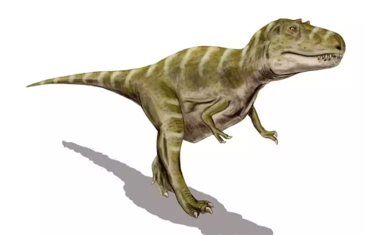 Amaqiniso ayi-10 Okugabisa Nge-Albertosaurus 9365_6