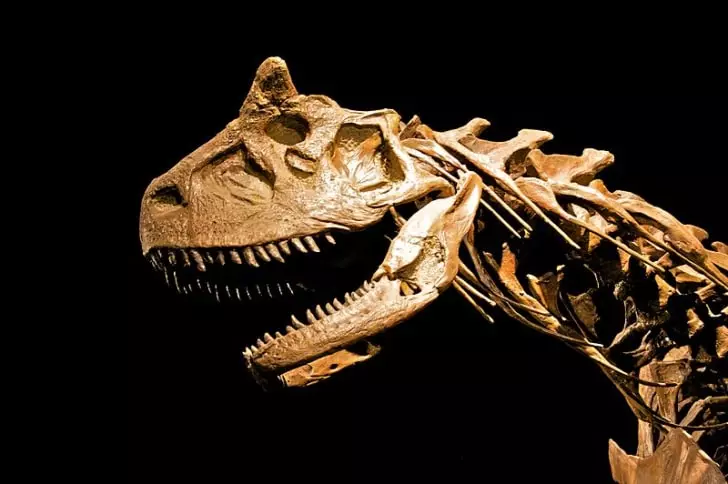 10 Zowona Zokhudza Carnotaurus 9369_1