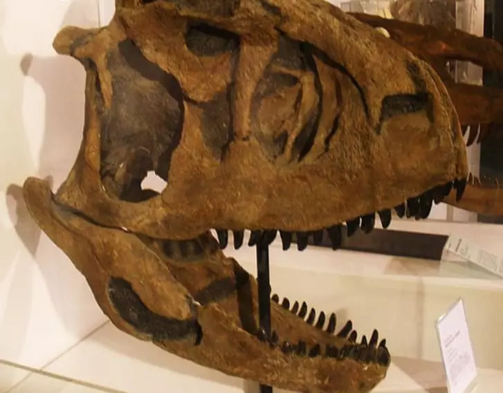 10 Zowona Zokhudza Carnotaurus 9369_3