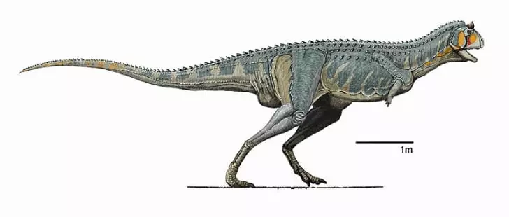 10 Horned Facts Tungkol kay Carnotaurus 9369_5