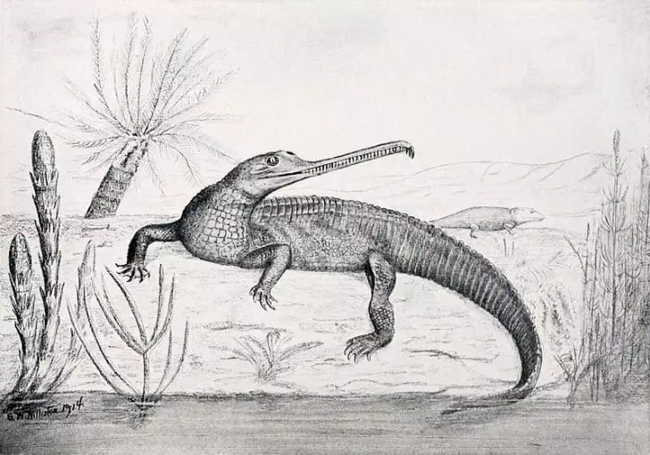 10 флота-фут факти за Coelophysis 9374_4