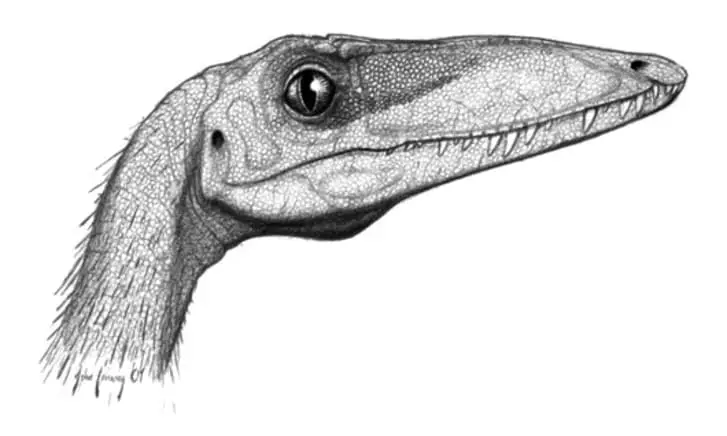 10 флота-фут факти за Coelophysis 9374_7