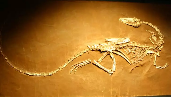 10 faktů o Coelophysis z flotily 9374_8